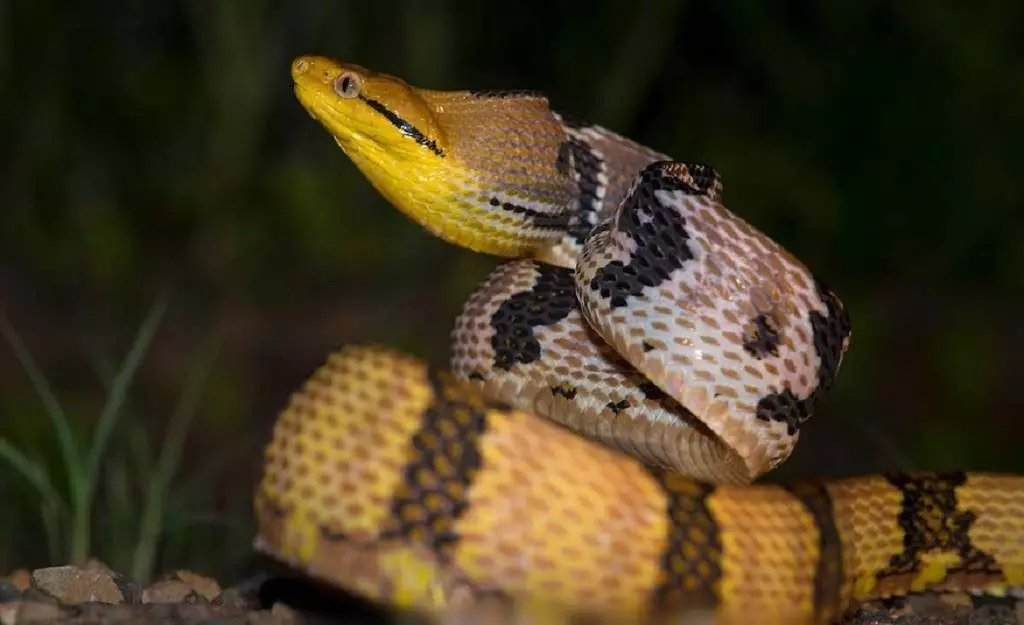 Boyga com dentes grandes (Boiga cynodon).