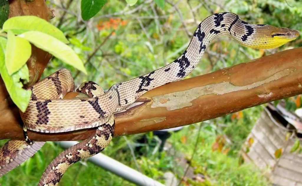 ದೊಡ್ಡ-ಹಲ್ಲಿನ ಹುಡುಗರು ದೀರ್ಘ-ಯಕೃತ್ತಿನವರು.