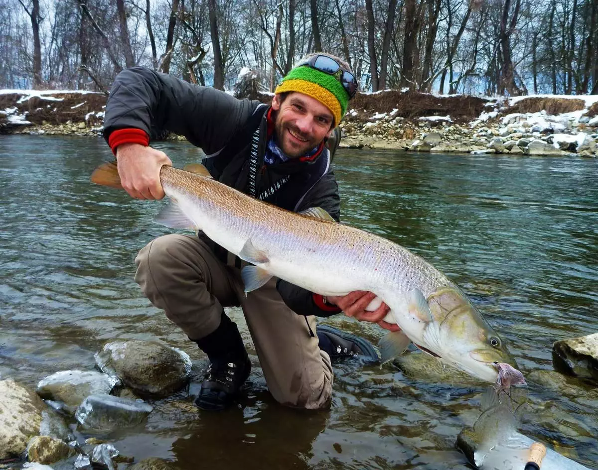 Ang Danube salmon ay isa sa pinakamahalagang komersyal na isda.