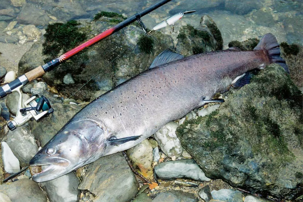 Los propietarios de las piscifactorías locales afirman que la situación del salmón del Danubio es crítica y requiere una intervención gubernamental urgente.