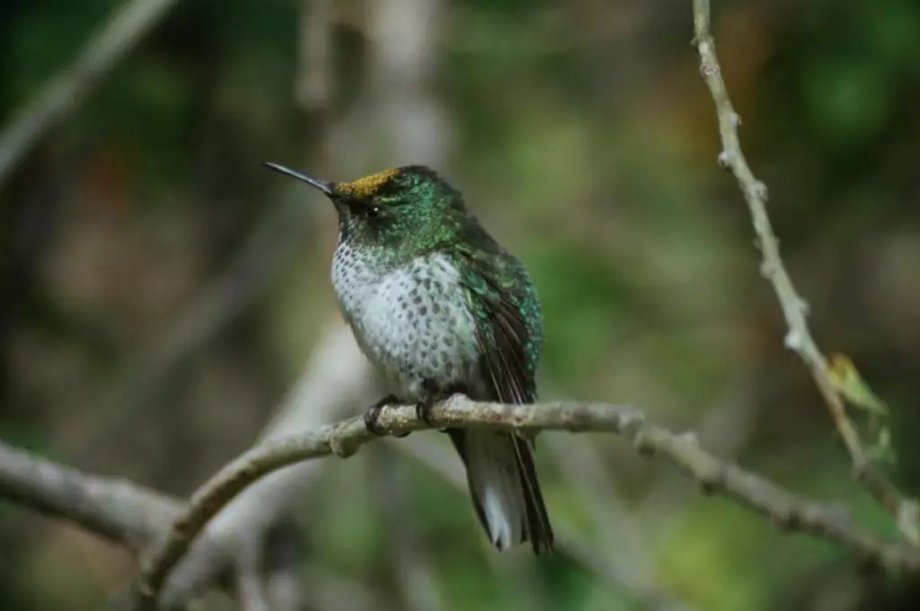 Un mâle au plumage caractéristique.