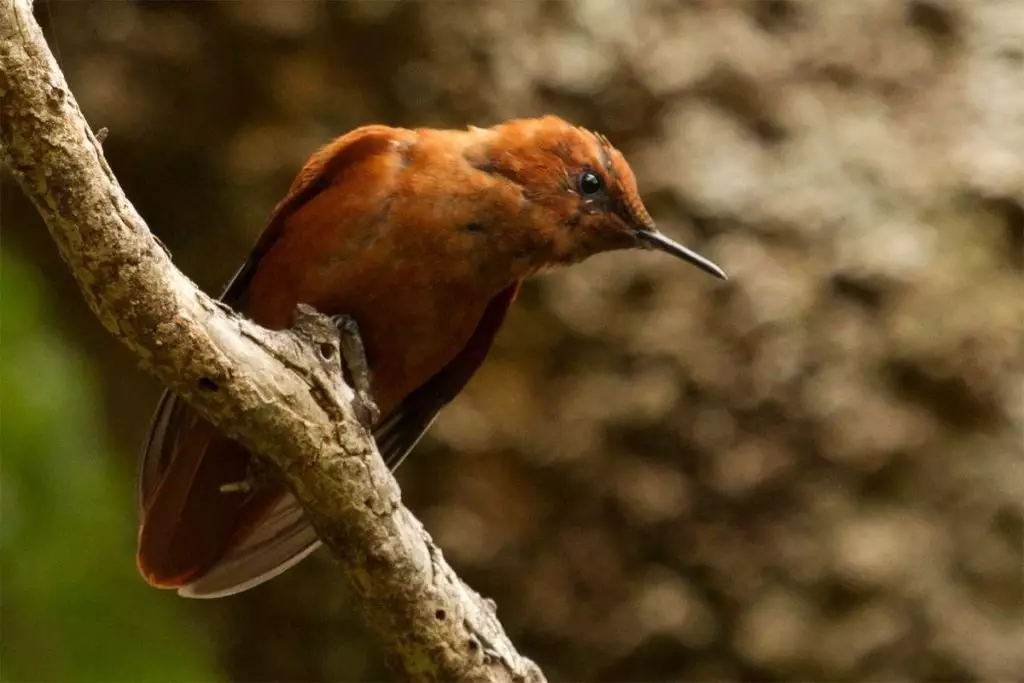 Saeutik pisan anu dipikaterang ngeunaan pembibitan hummingbirds ti Juan Fernandez.