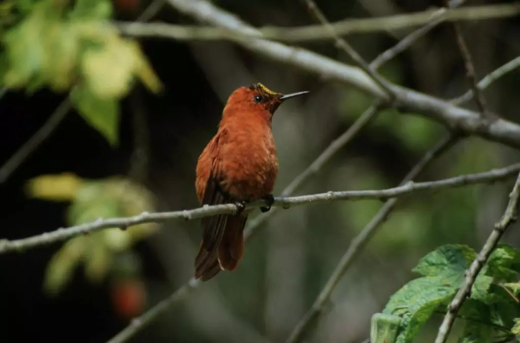 A més de les amenaces naturals per a la vida dels colibrís Fernandez, hi ha una exposició humana sostinguda.