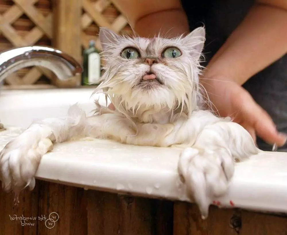 How to properly bathe your cat.