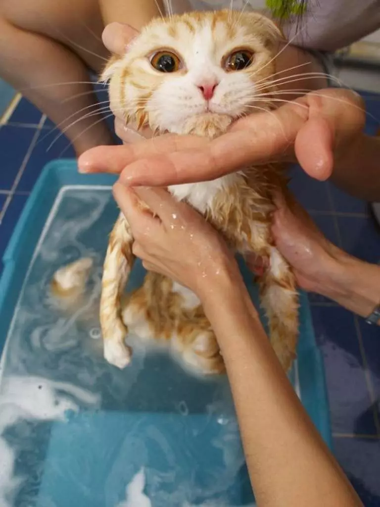 Probeer bij het wassen van de kat water uit de oren en neus van het dier te houden.