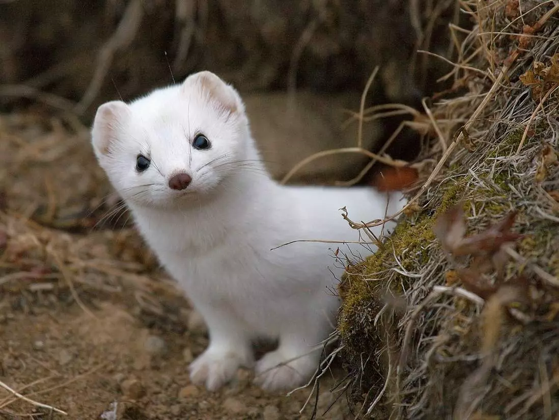 Ermine යනු කොල්ලකාරී සතෙකි. භූගත වල වල ජීවත් වීම.