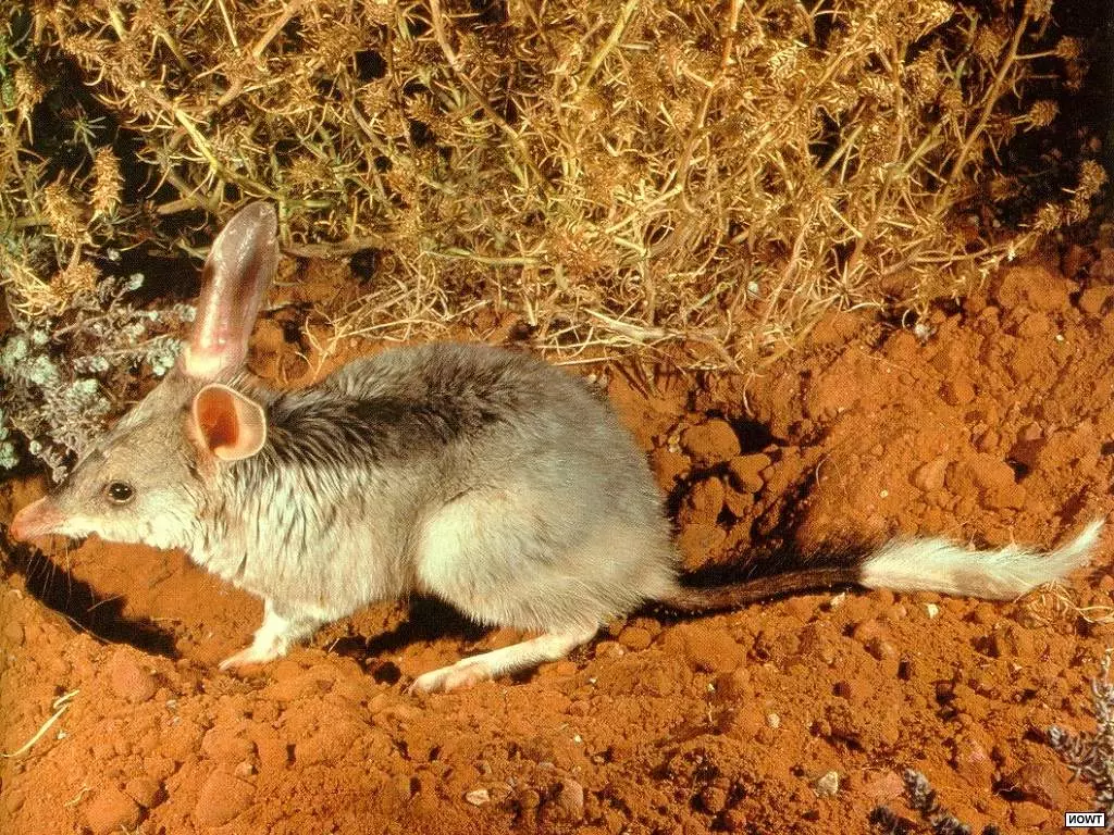 Unogwaja we-bandicoot.