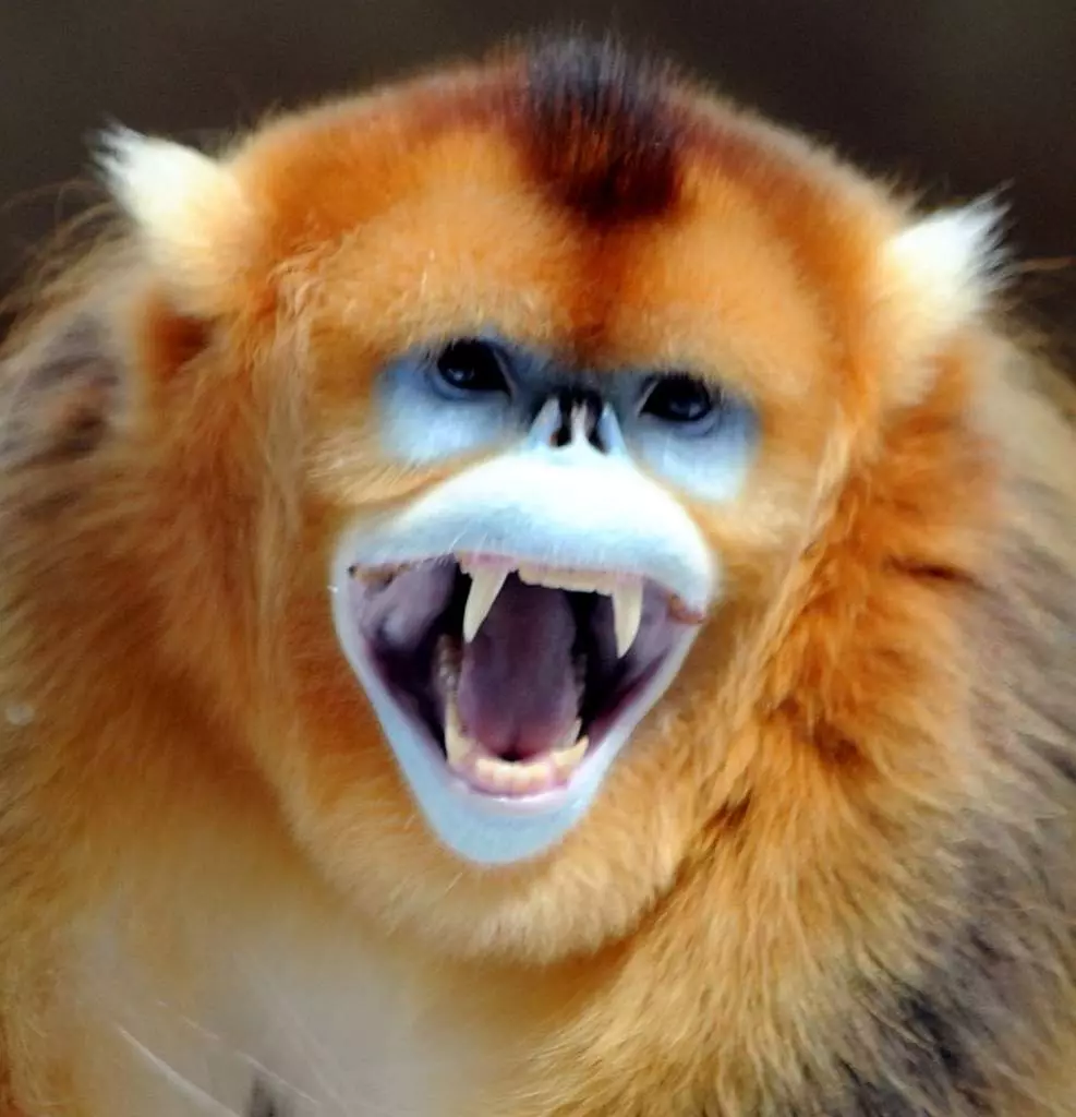 Mono de nariz dorado (Pygathrix roxellana ou Rhinopithecus roxellanae).