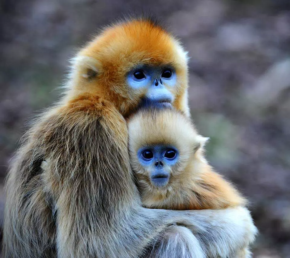 猴子生活在中國。
