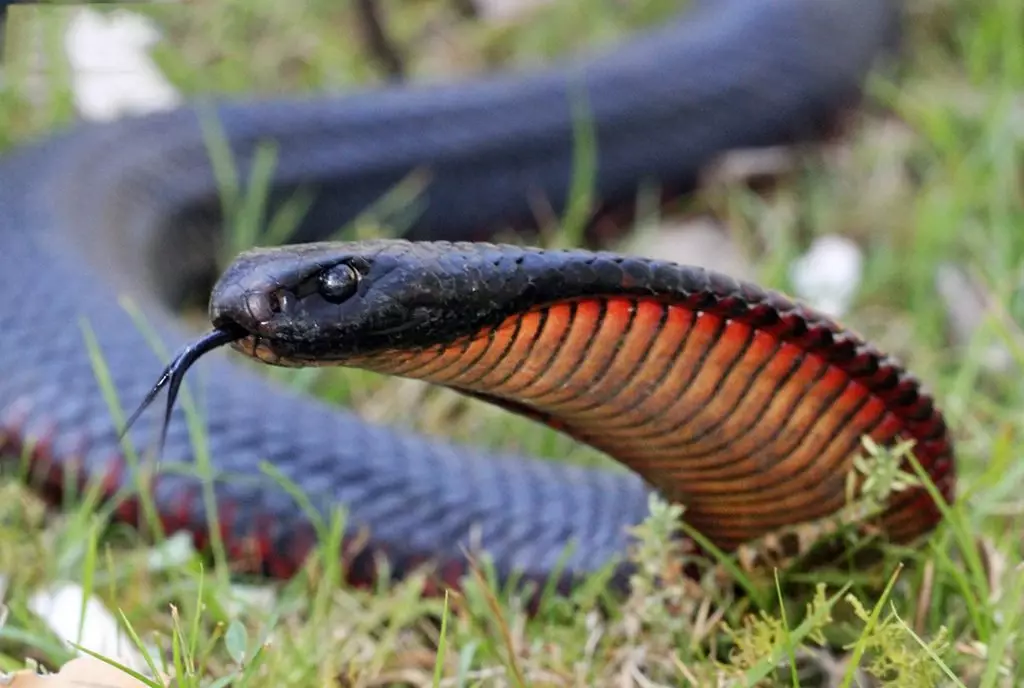 Ular hitam berwarna merah (Pseudechis porphyriacus)