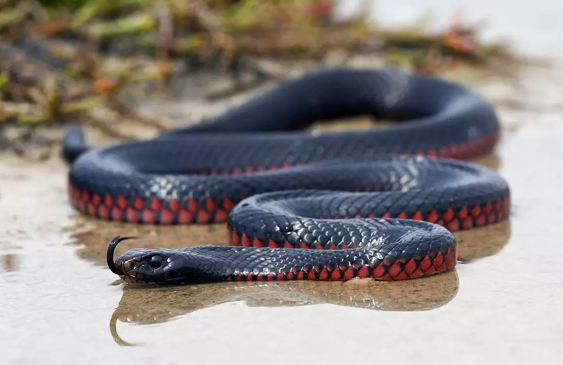 Ular hitam yang berwarna merah ini mempunyai panjang badan dari 1.5 meter hingga dua setengah meter.