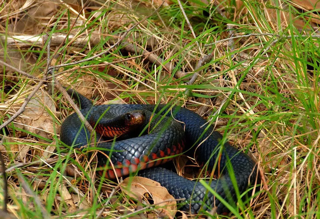 A cobra preta de barriga vermelha não é uma espécie agressiva