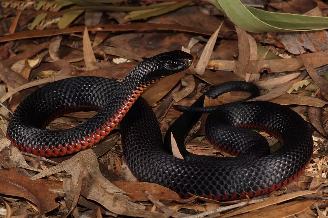 Na natureza, lutas reais muitas vezes acontecem entre machos dessa espécie de cobra.