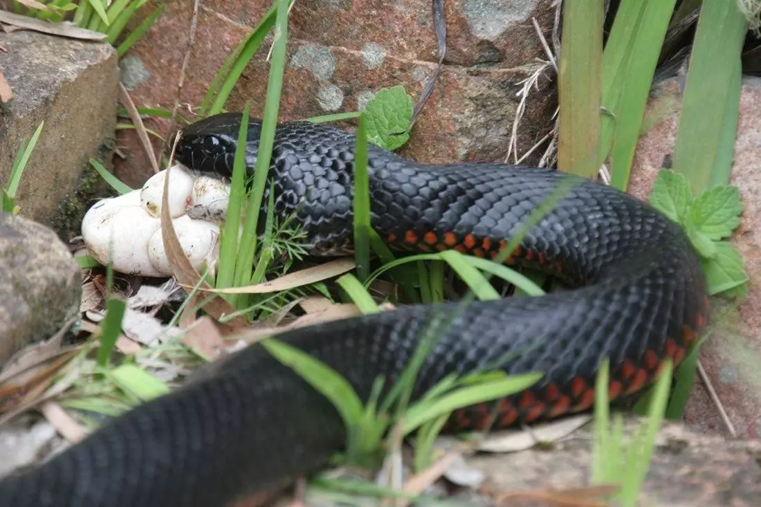 A cobra preta de barriga vermelha possui uma toxina venenosa, que usa para imobilizar sua vítima e protegê-la.