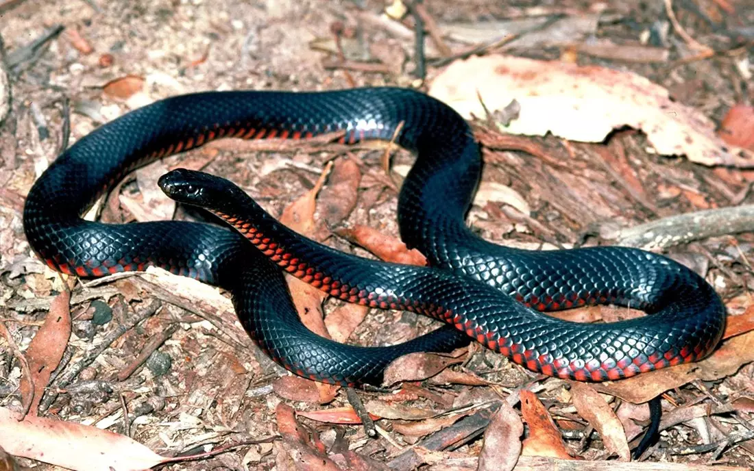 A cobra preta de barriga vermelha pertence aos répteis ovovivíparos.