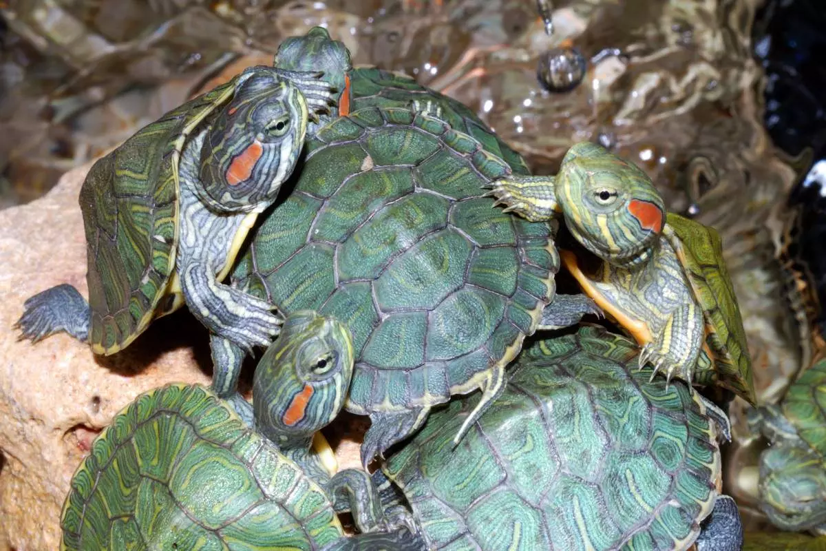 Ukutya uhlobo lwazo phakathi kwee-pygmy turtles.