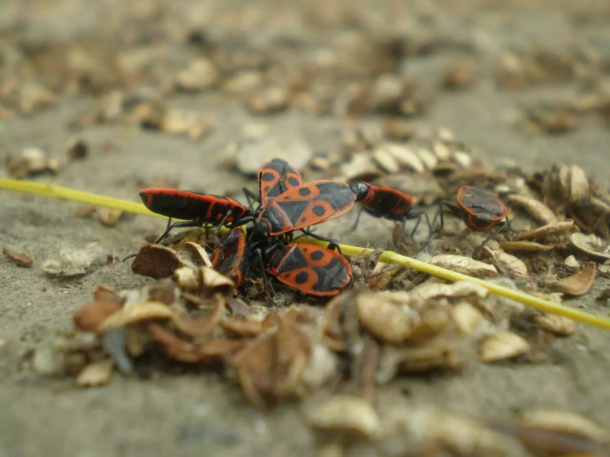 Soldat Käfer: Kannibalismus ass üblech fir dës Insekten.