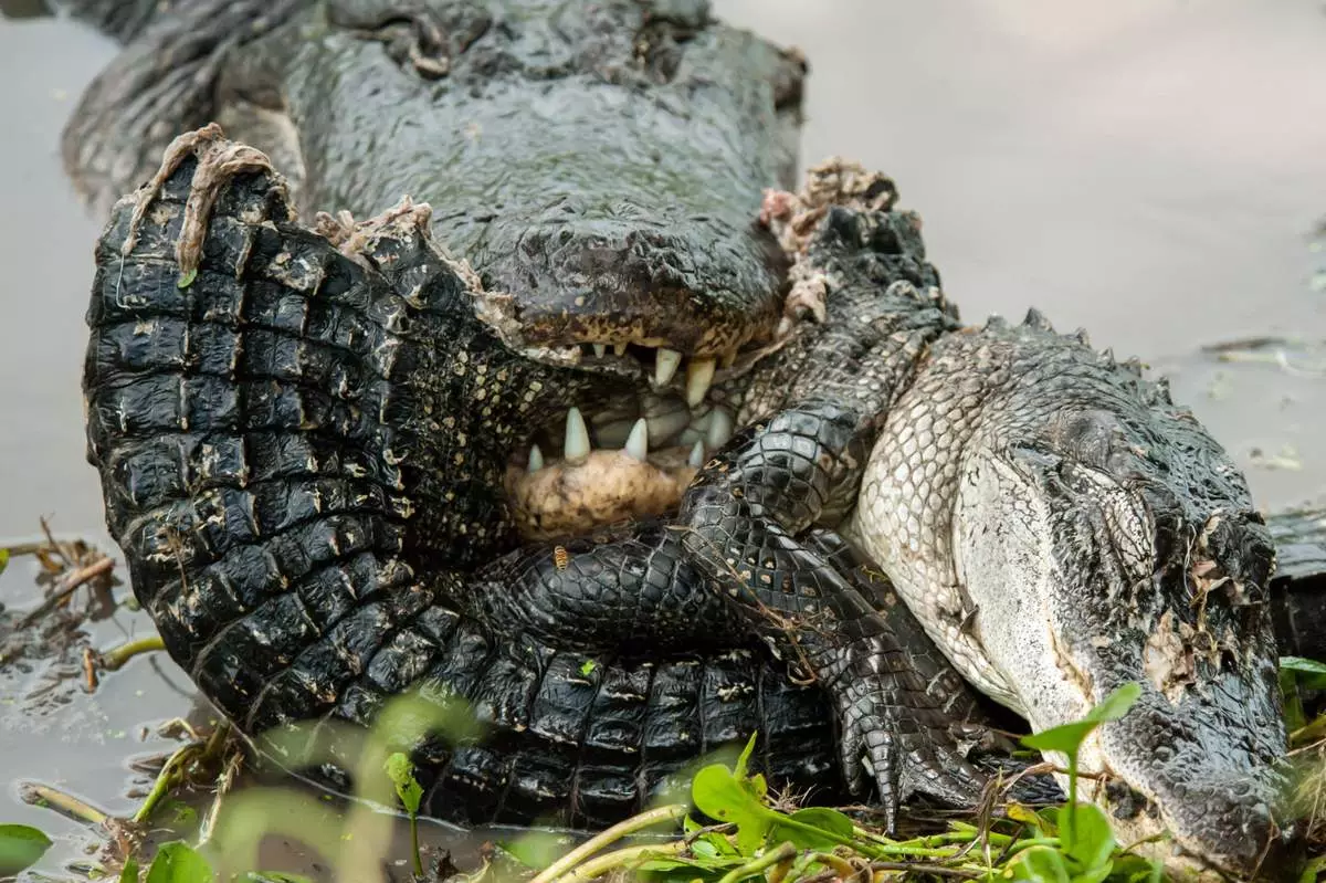 Alligator öz görnüşini iýýär.