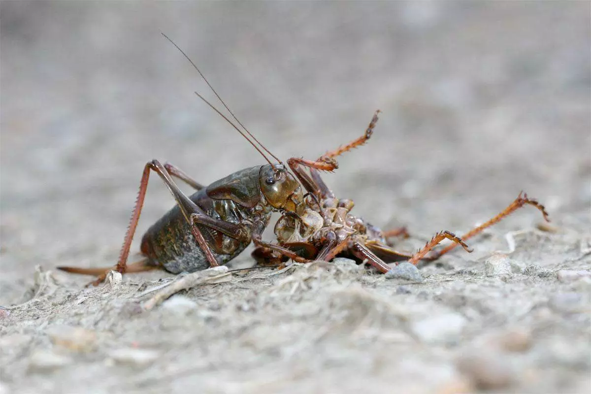 Crickets sinn och Kannibale.