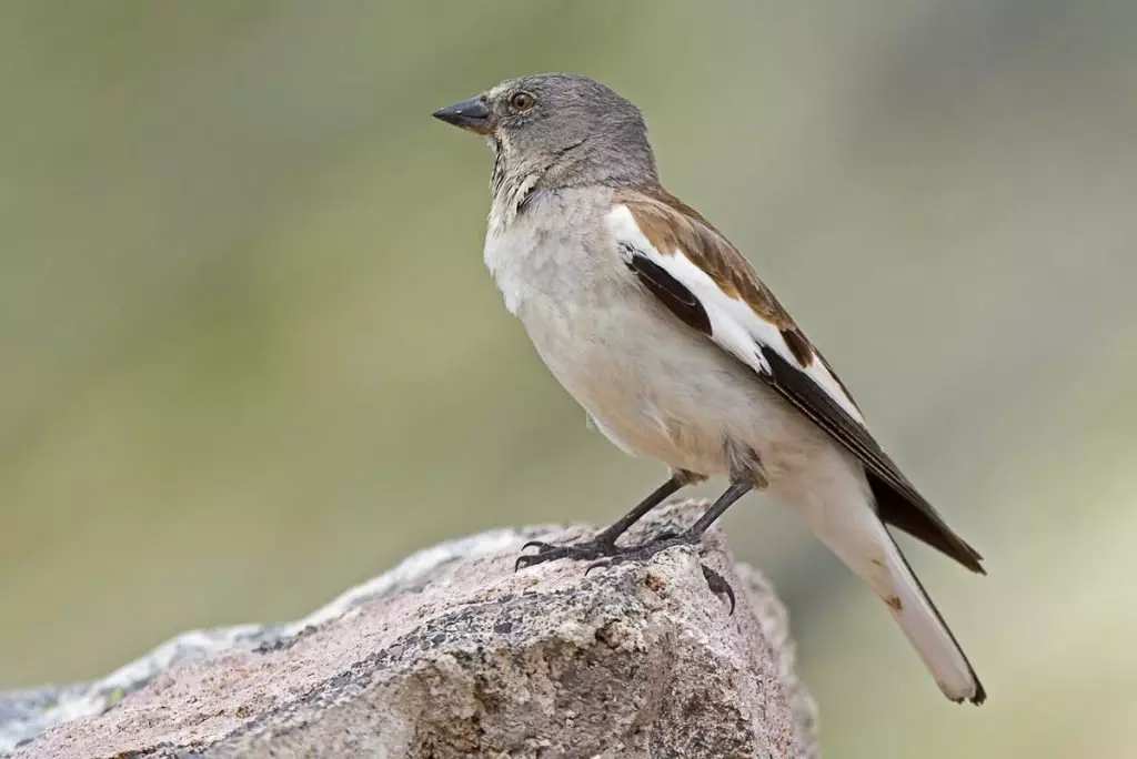 Finch ya theluji (Montifringilla nivalis).