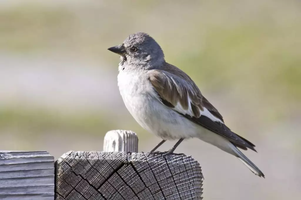 El pinzón alpino es una especie alpina.