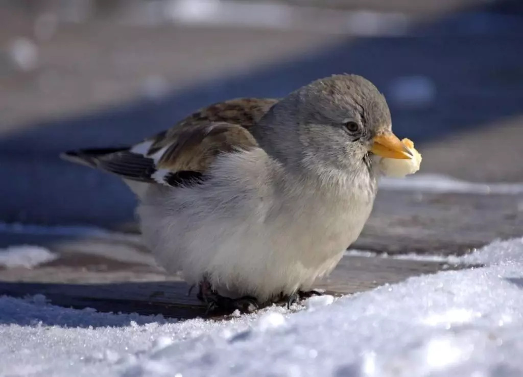 Finches za theluji wanapendelea kuweka kwenye vikundi vidogo.