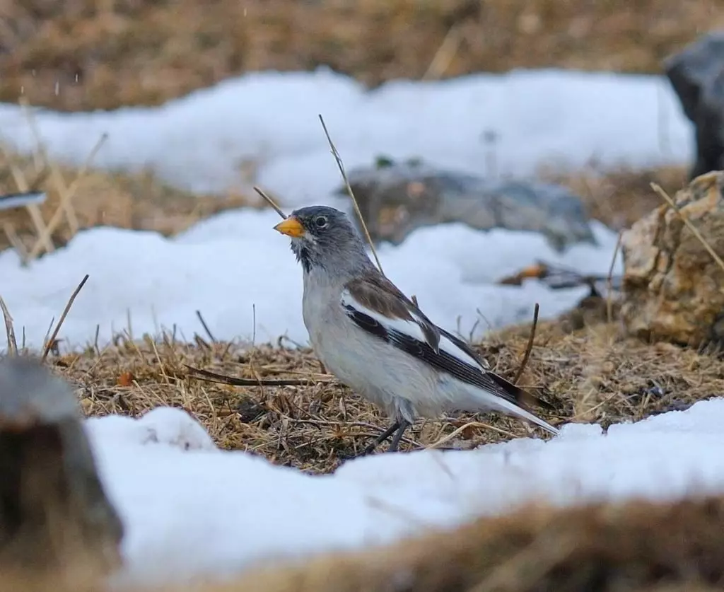 Jata ovih ptica mogu se vidjeti na nadmorskoj visini od 2500 m.