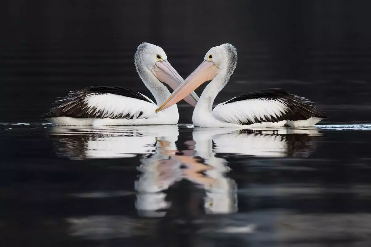 Australisk pelikan - fågel med glasögon