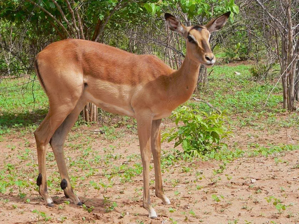 ઇમ્પાલા.