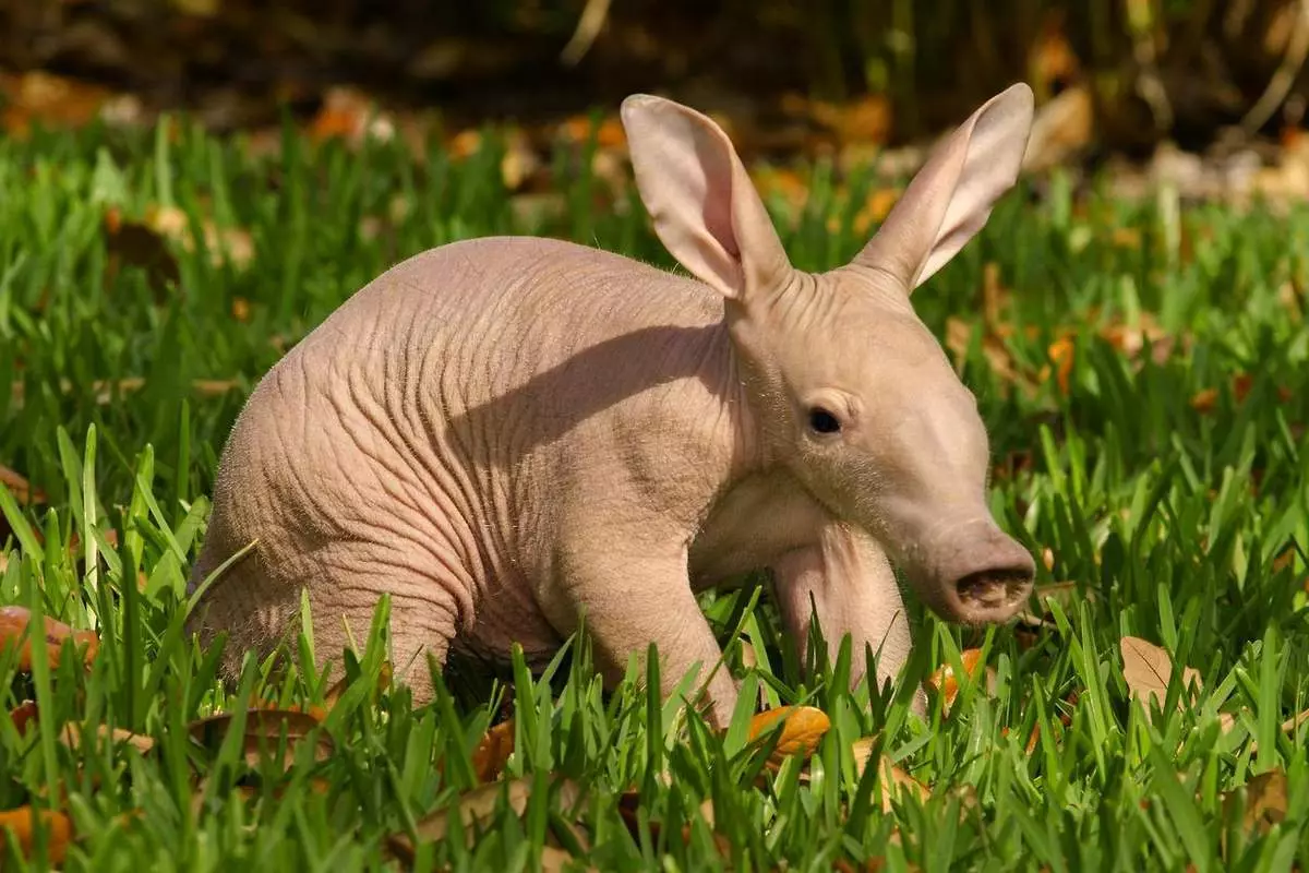 Aardvark.