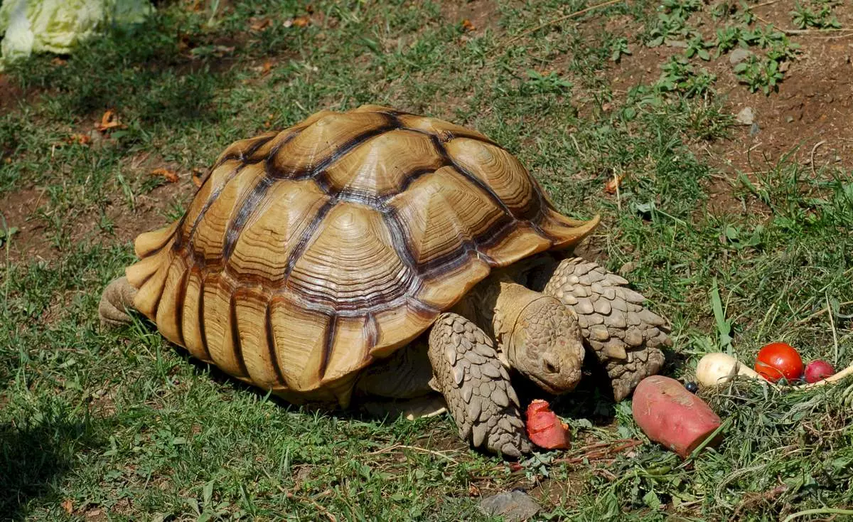 Afrika pyşdyl Testudo sulcata.