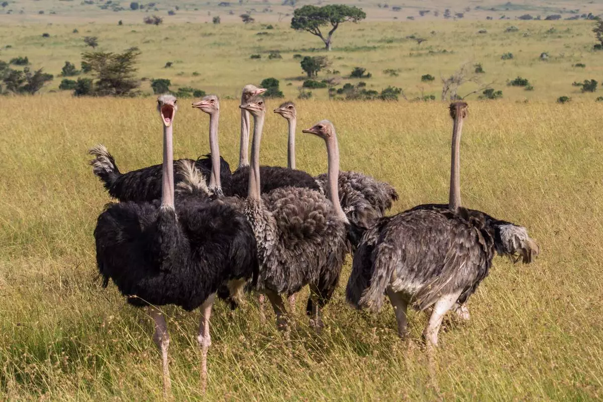 Afrika düýeguş.