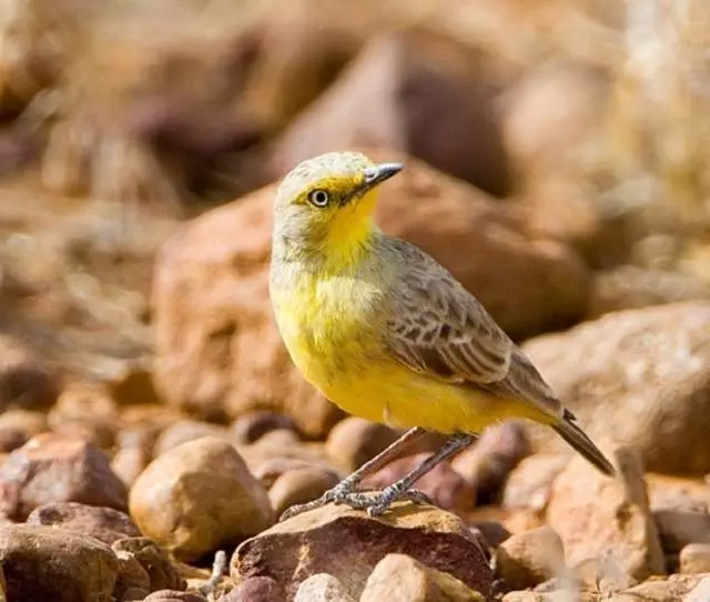 Deserto Ashbya (Ashbyia lovensis).