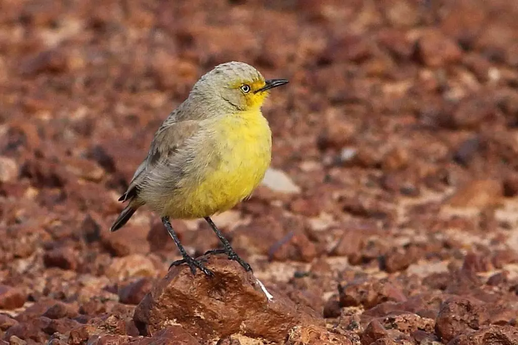 Gli Ashbiy del deserto trascorrono il periodo di nidificazione in coppia.