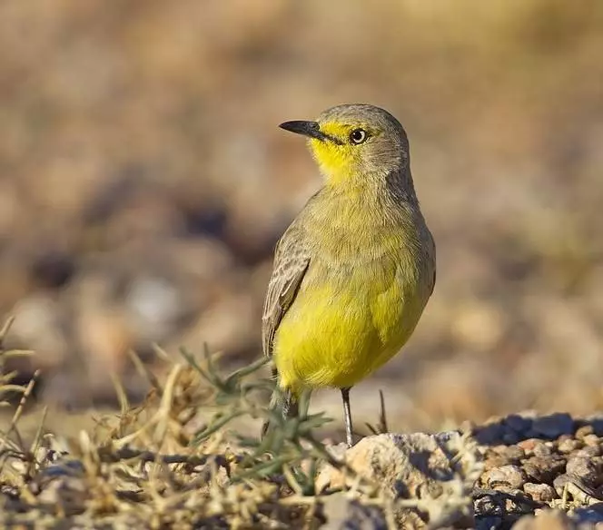 La femmina dell'ashbia del deserto ha una somiglianza con il maschio, ma il suo colore generale è marrone più opaco.