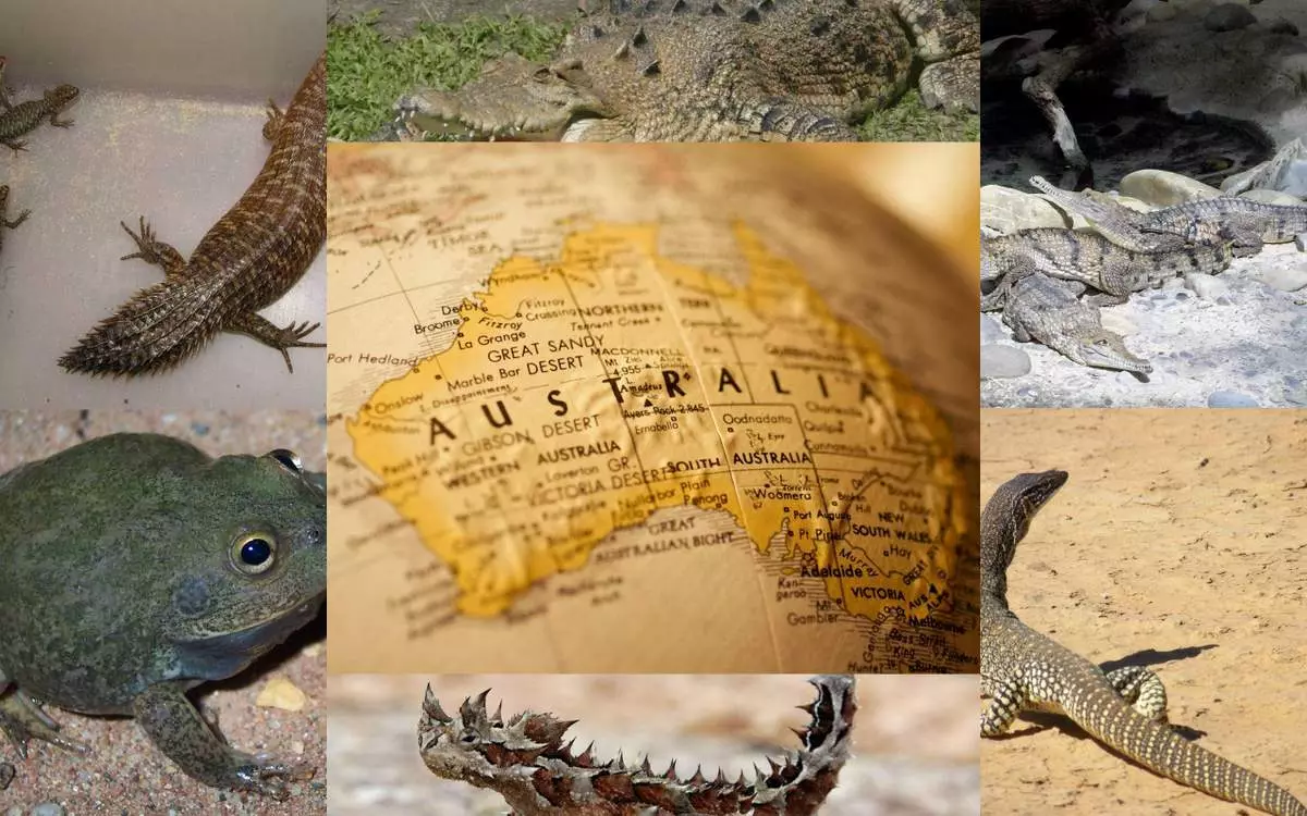 Австралия фаунасы.