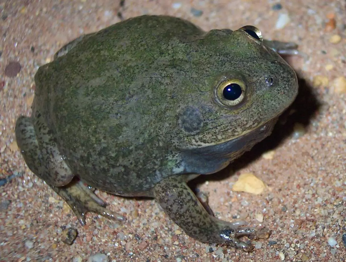 Ọzara Australia frog (Cyelorana platycephalus).
