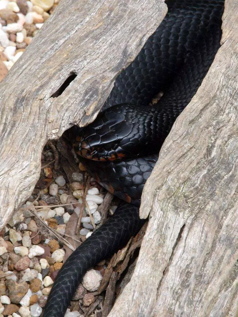 Australijska crna zmija.