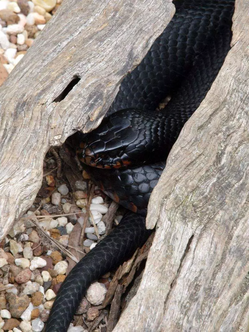 Serpent noir australien.