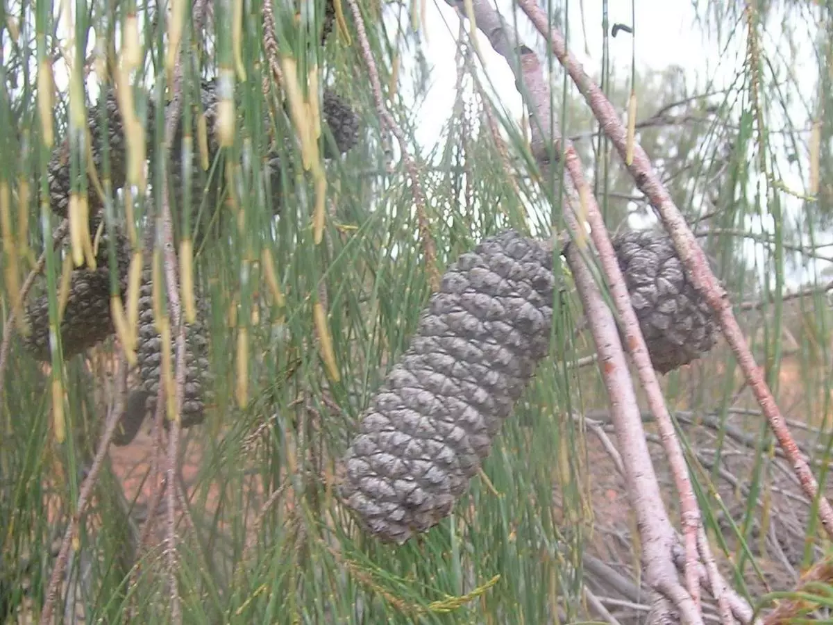 Woestyn Australiese eikebome.