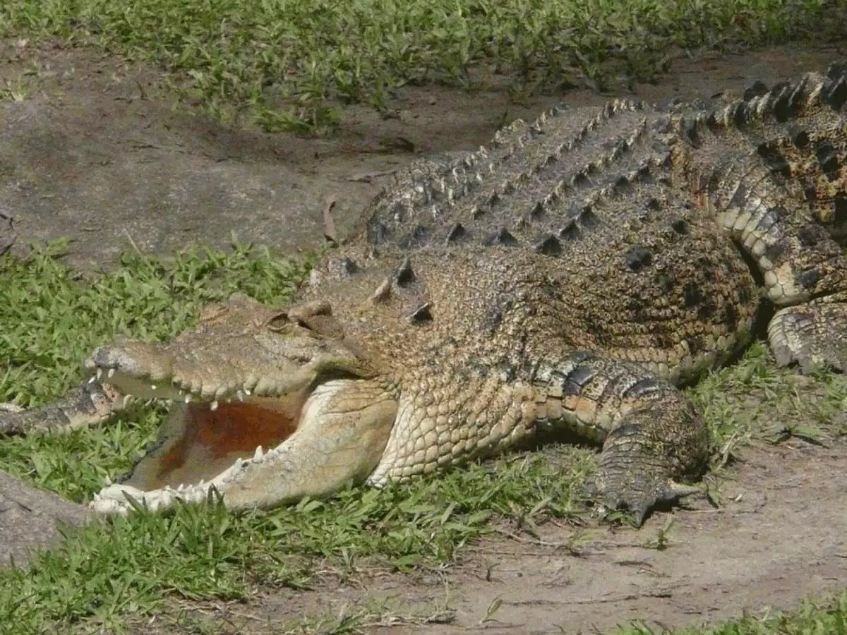 Un cocodril pentinat.