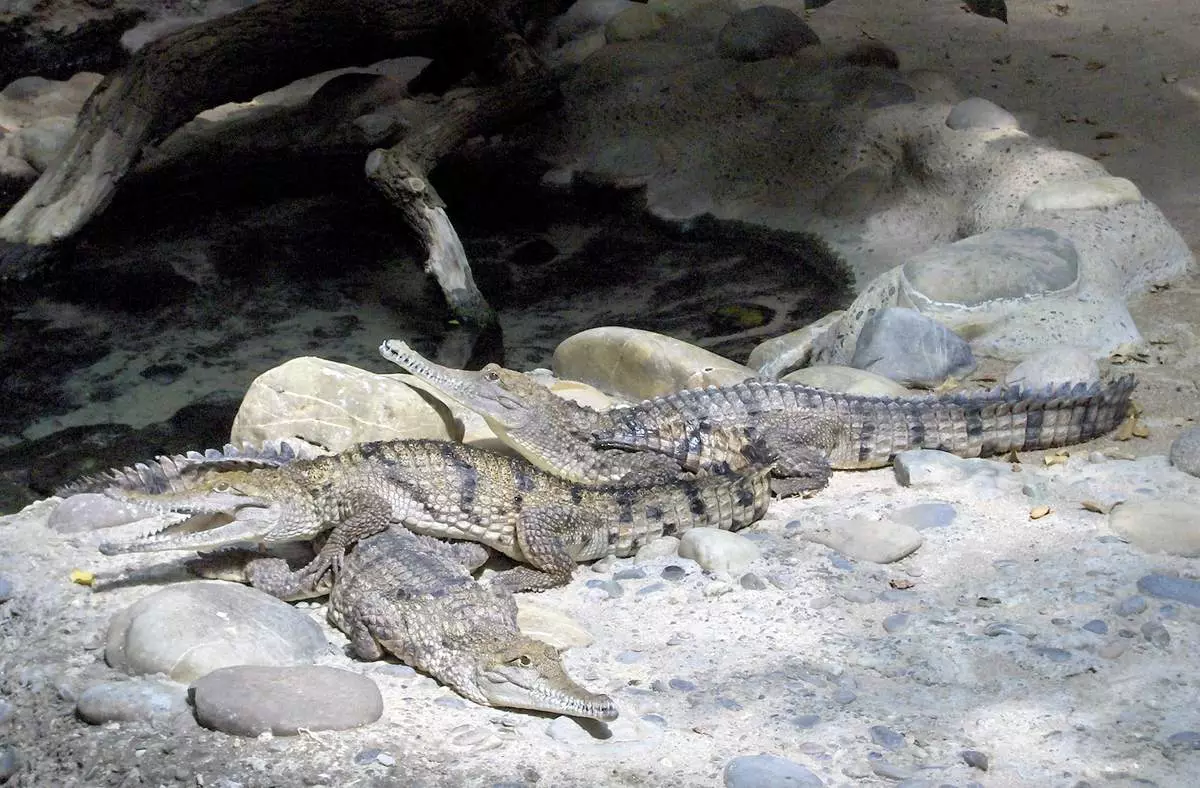 Австралиски крокодил со тесен врат.