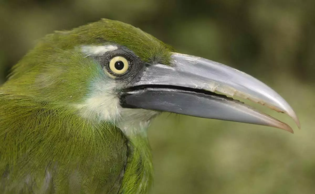 Pták má pozoruhodnou barvu a vynikající zobák.