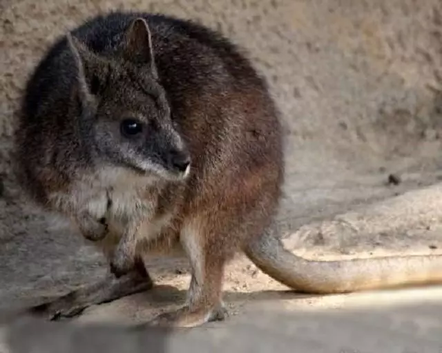 Ang kangaroo ni McLay mosaka sa habagatang bakilid sa mga bukid sa gitas-on nga 1-1.8 km sa ibabaw sa lebel sa dagat.