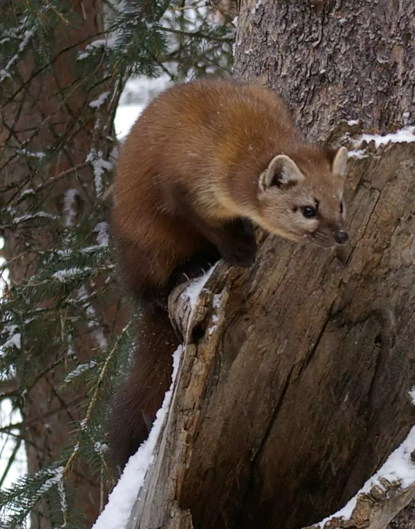 American martens live no more than 15 years.