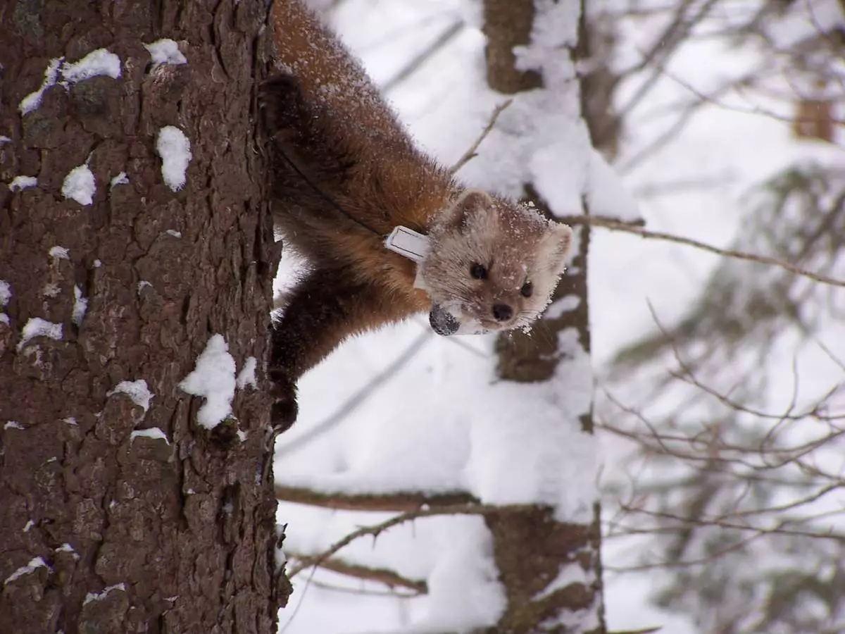 The American marten is a master at long runs.