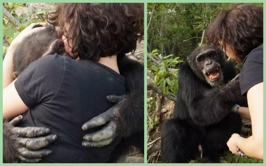 Etter år med ensomhet klemte sjimpansen endelig et menneske
