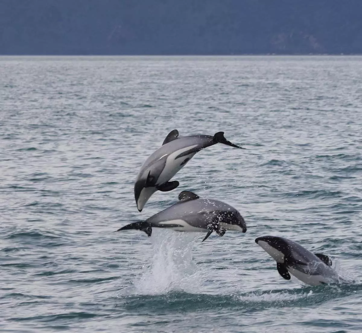 Hektoryň delfinleri.
