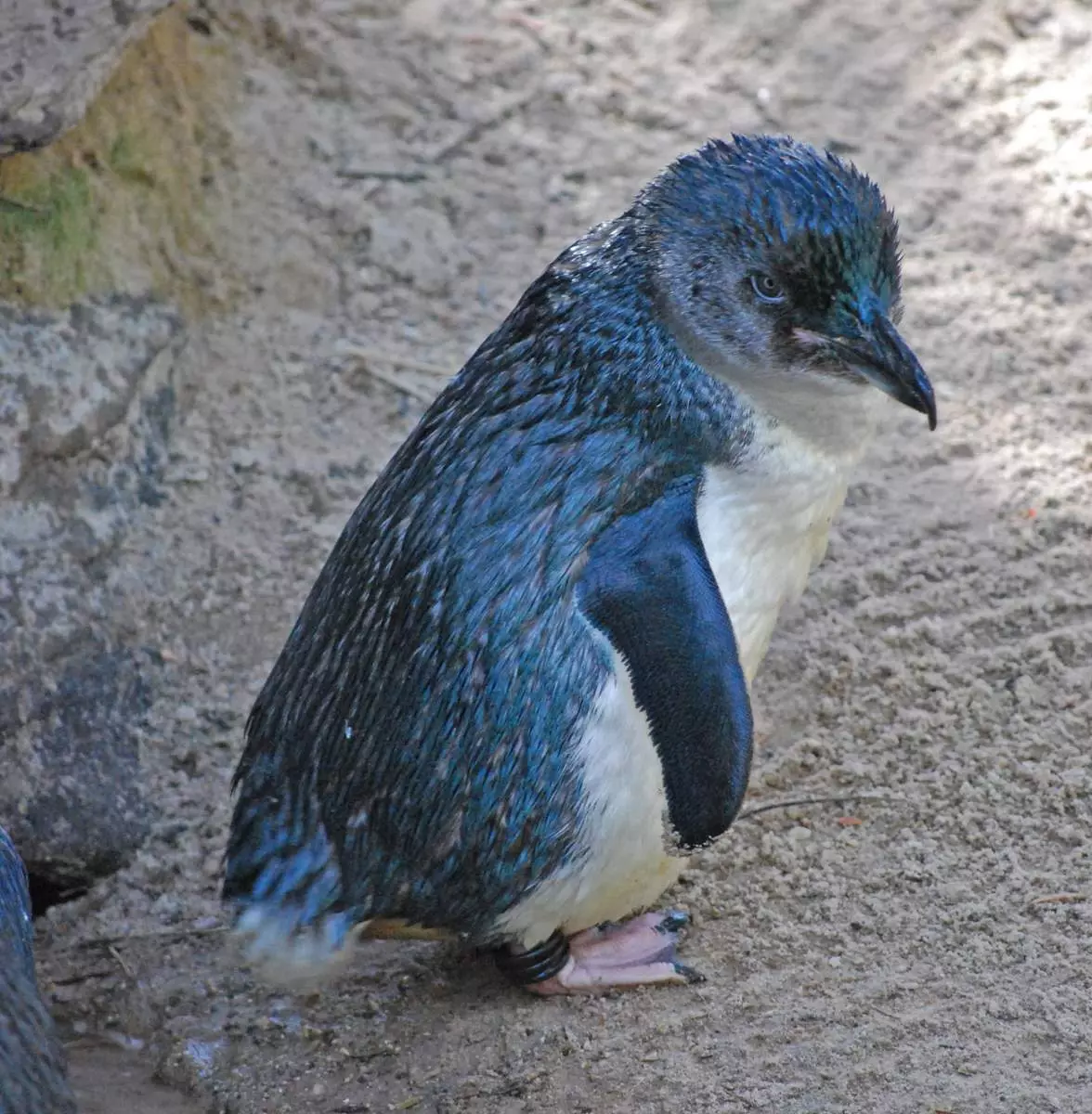 નાનું વાદળી પેંગ્વિન.
