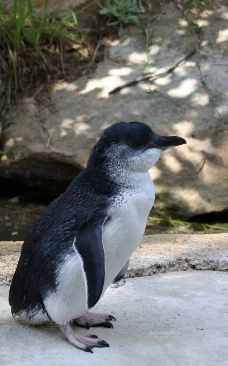 Pinguin me krahë të bardhë.